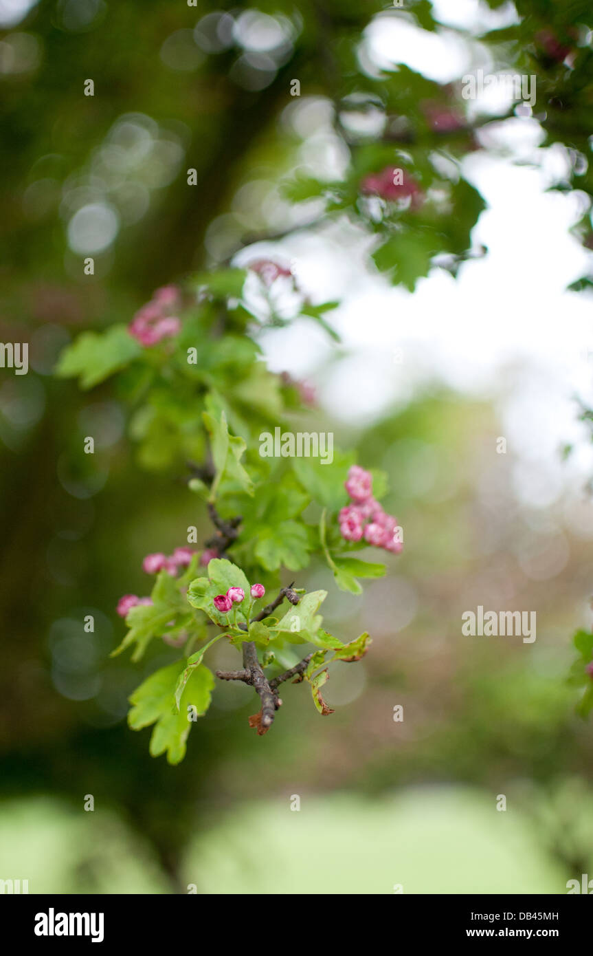 Hawthorne hi-res stock photography and images - Alamy