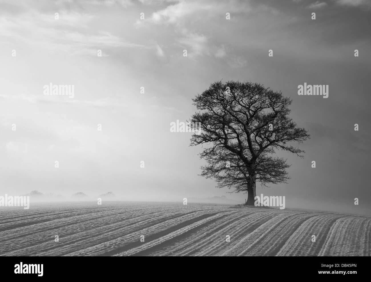 Lone tree in snow covered winter landscape hi-res stock photography and ...