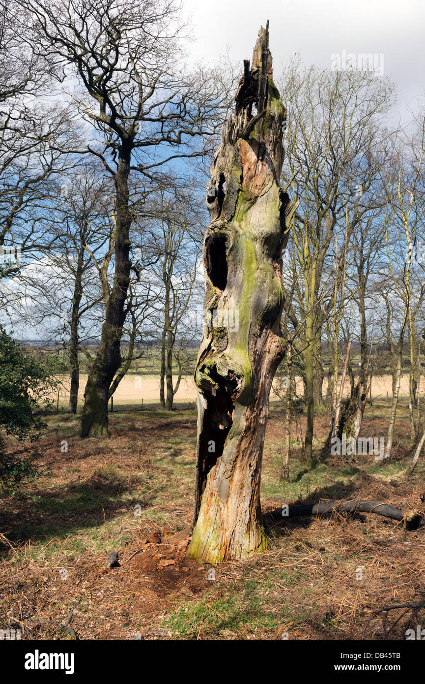 Dead and rotten tree hi-res stock photography and images - Alamy