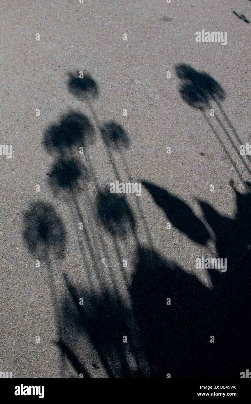 shadow of flowers Stock Photo - Alamy