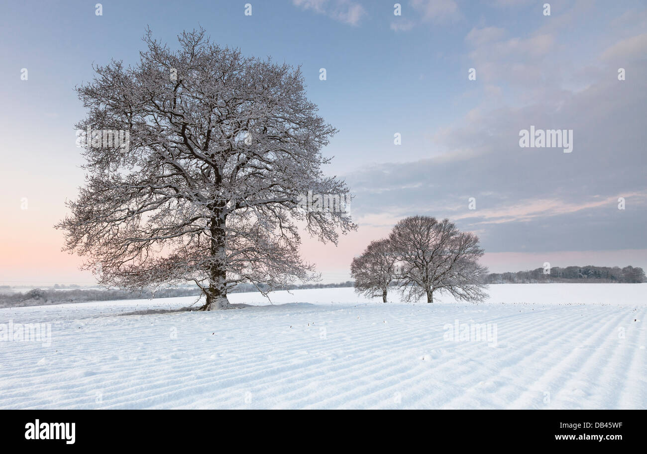 Trees in a snowy field Stock Photo - Alamy