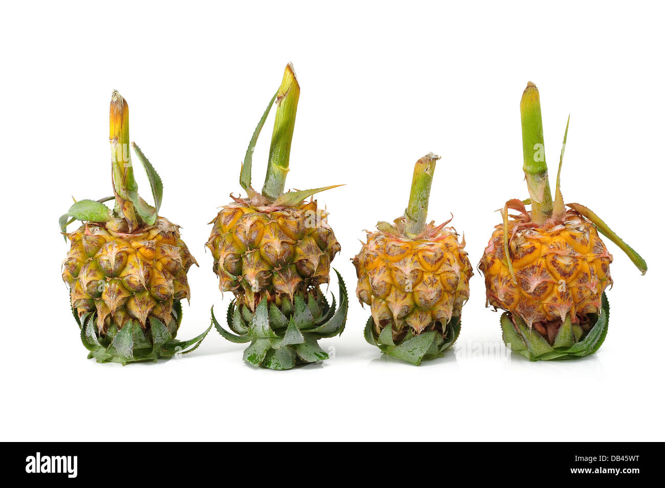 Mini pineapples on white background Stock Photo - Alamy
