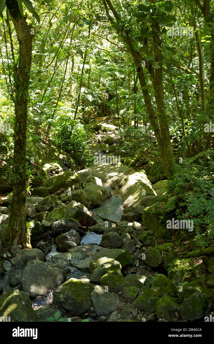 El Yunque, Puerto Rico Stock Photo - Alamy