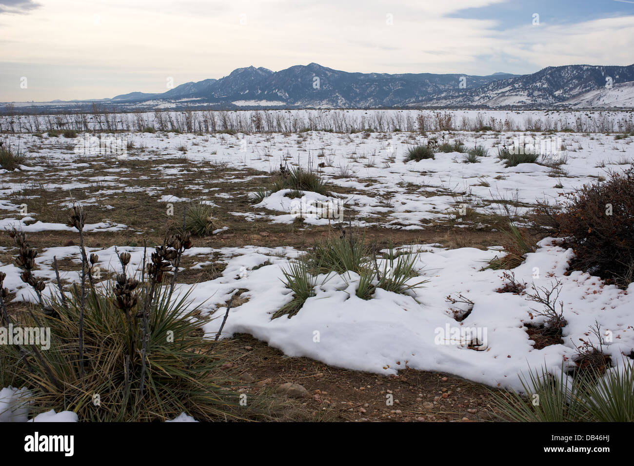 Cattle ranch, Boulder, Colorado USA Stock Photo - Alamy