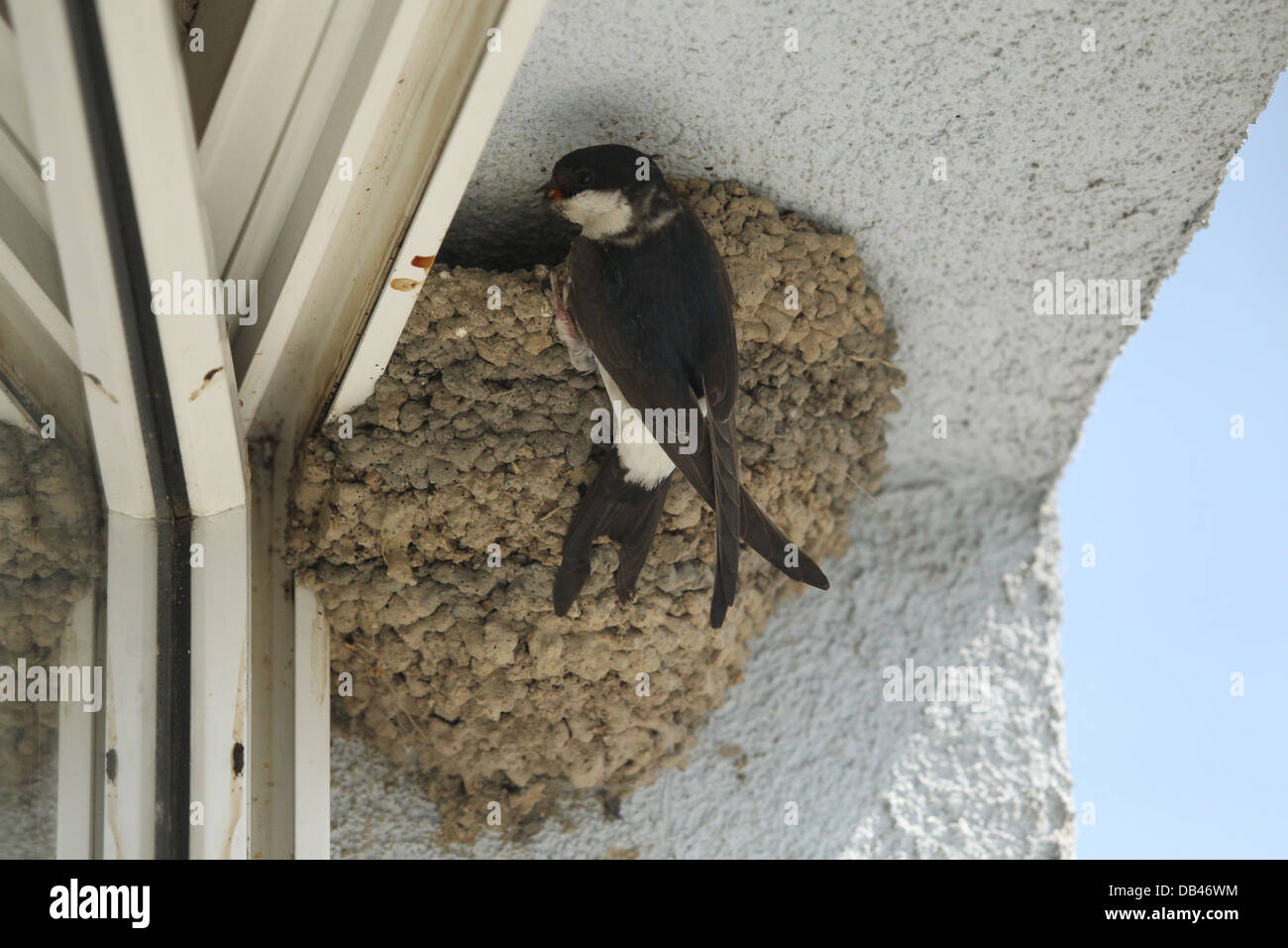 Image of nesting House Martins with chicks in Prague, Czech Republic in ...