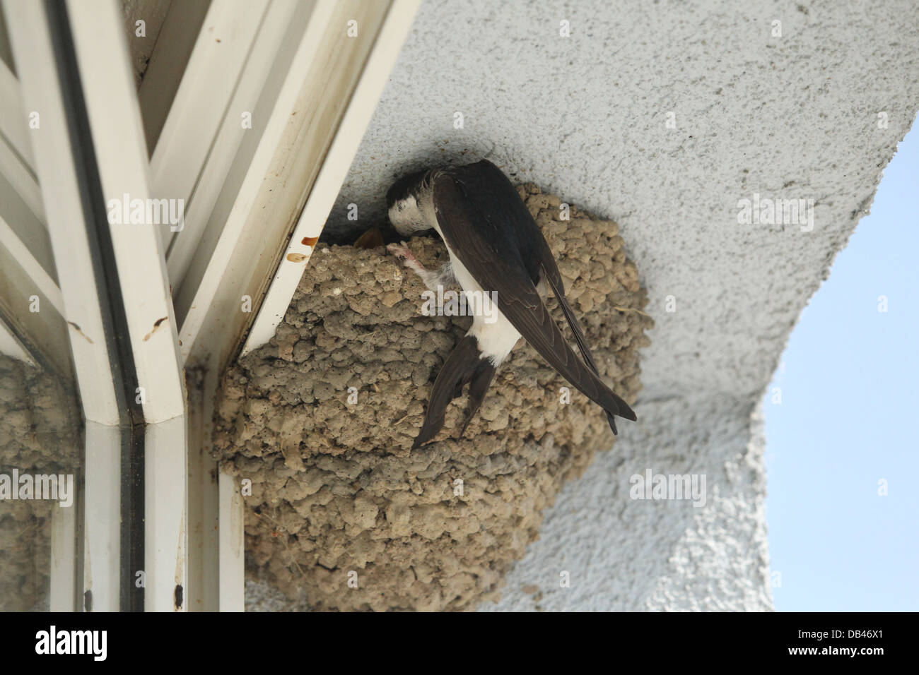 Image of nesting House Martins with chicks in Prague, Czech Republic in ...