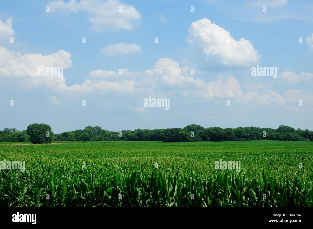 Corn field on a sunny day Stock Photo - Alamy
