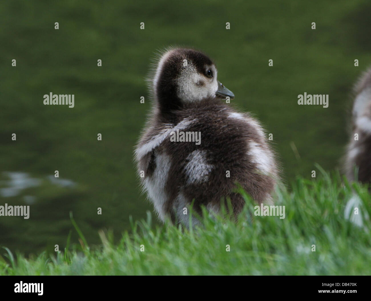 Baby egyptian geese hi-res stock photography and images - Alamy