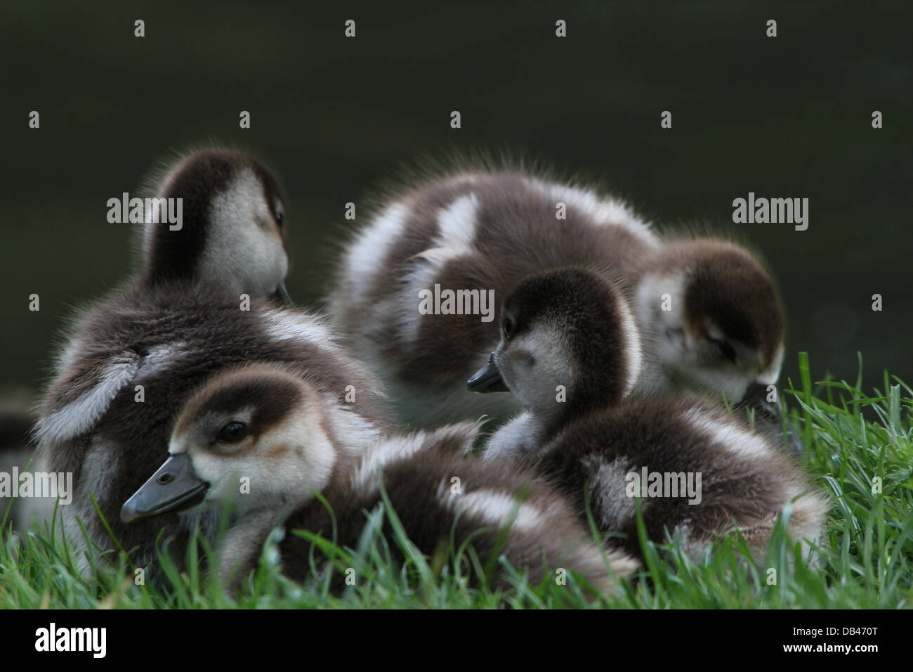 Young birds cuddling hi-res stock photography and images - Alamy