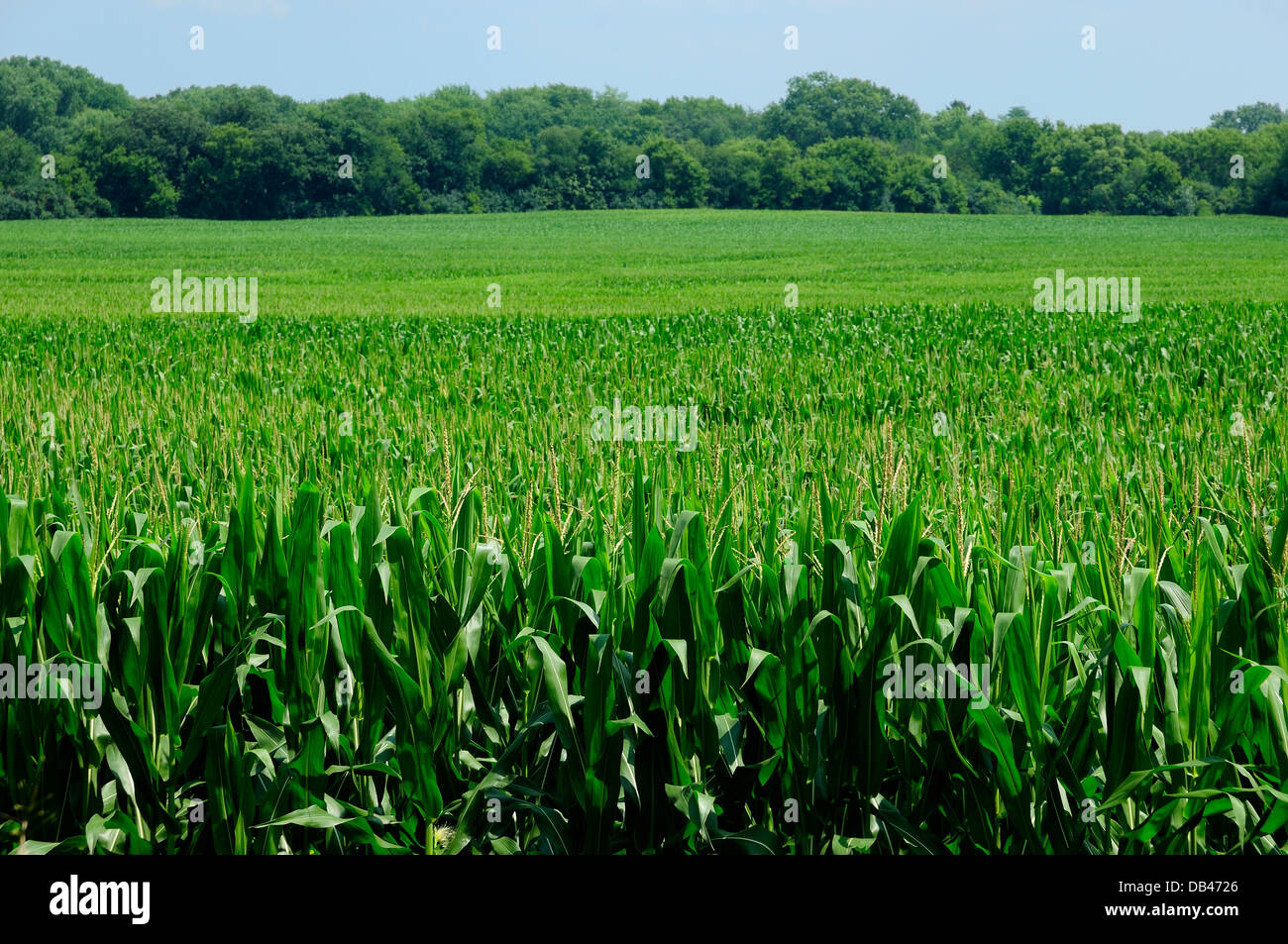 Corn field at a sunny hi-res stock photography and images - Alamy