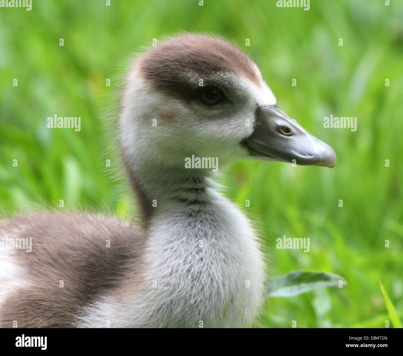 Baby egyptian geese hi-res stock photography and images - Alamy