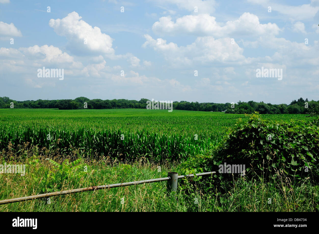 Corn field on a sunny day Stock Photo - Alamy