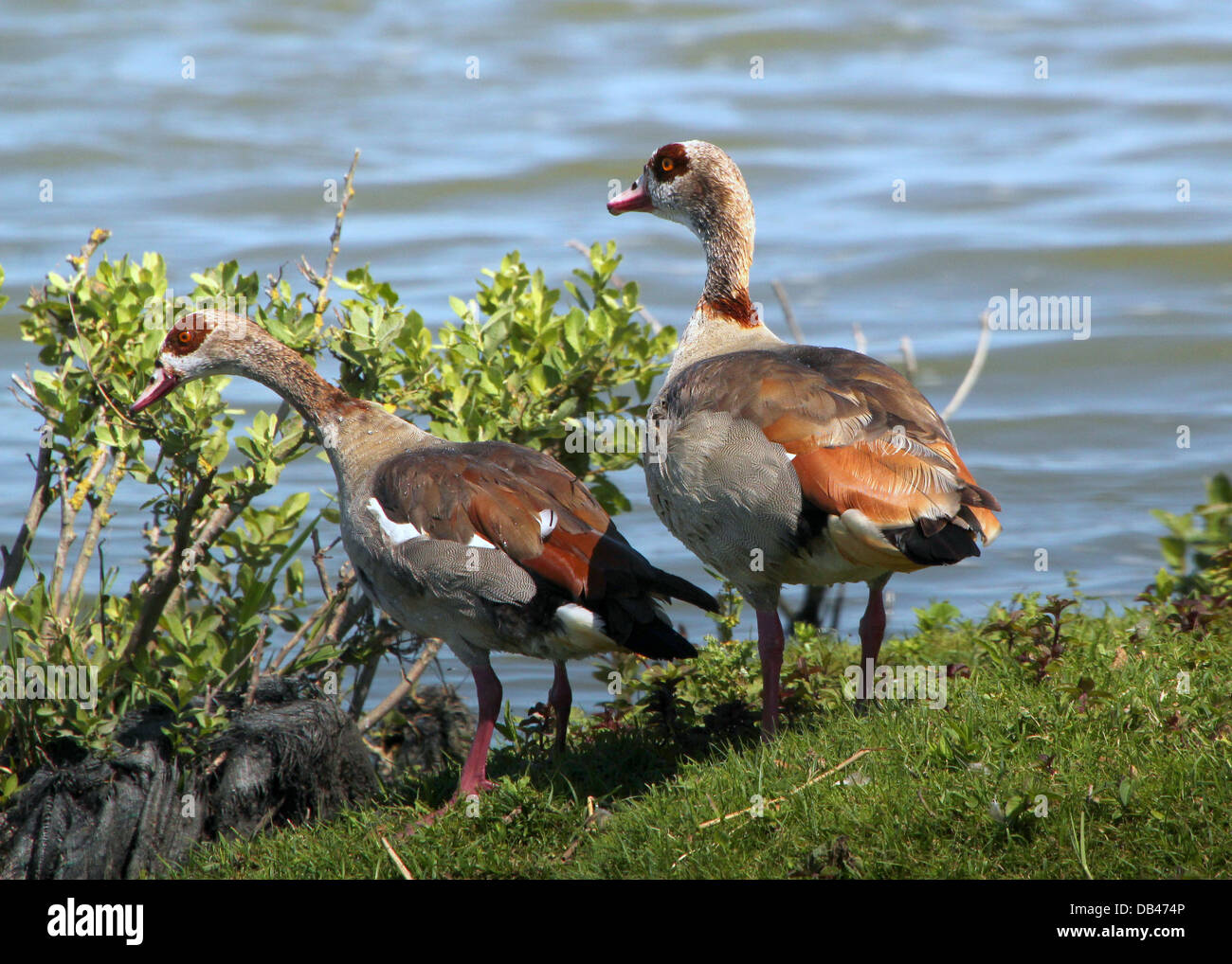 Male and female egyptian geese hi-res stock photography and images - Alamy