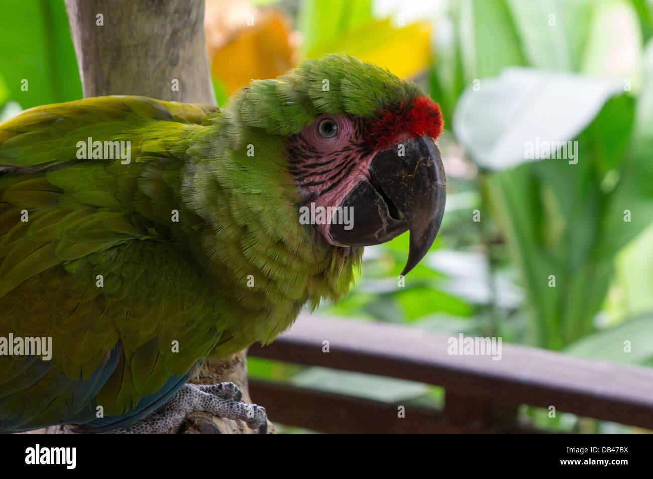 The Great Green Macaw (guayaquilensis) is an endemic species of the ...