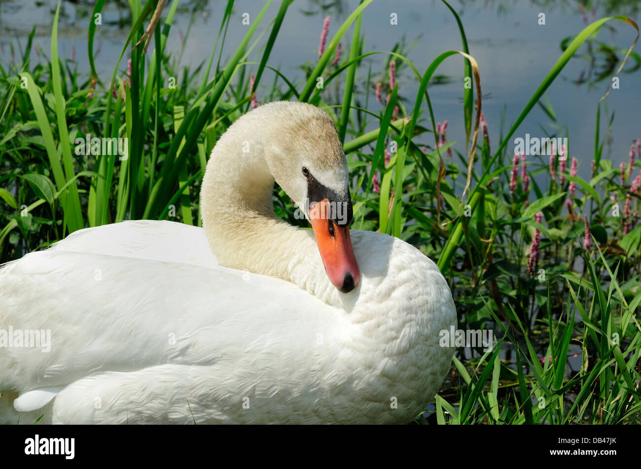 Male Mute Swan on marshland habitat Stock Photo - Alamy