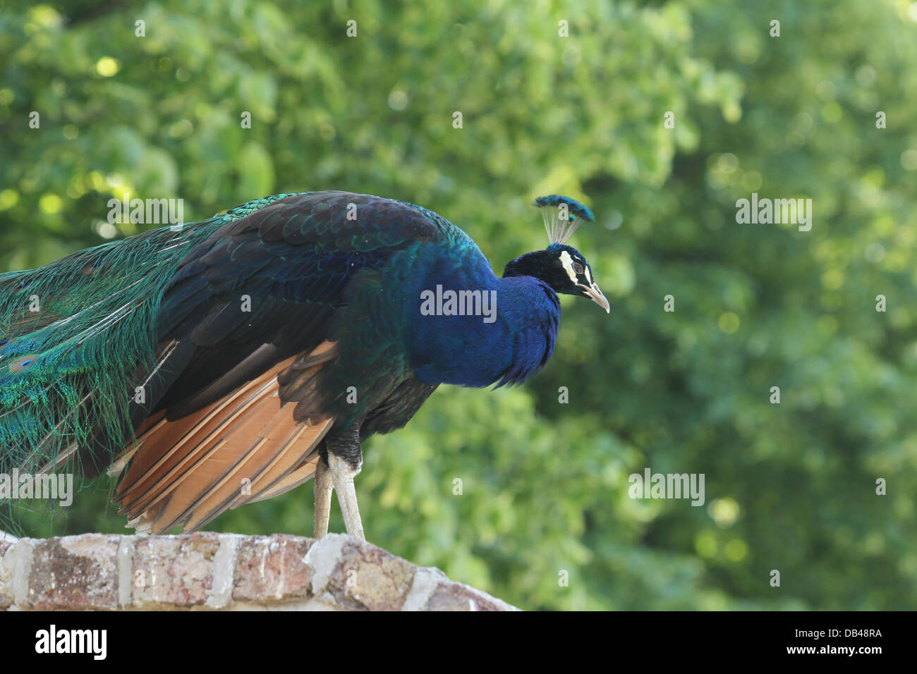 Peacock nest hi-res stock photography and images - Alamy