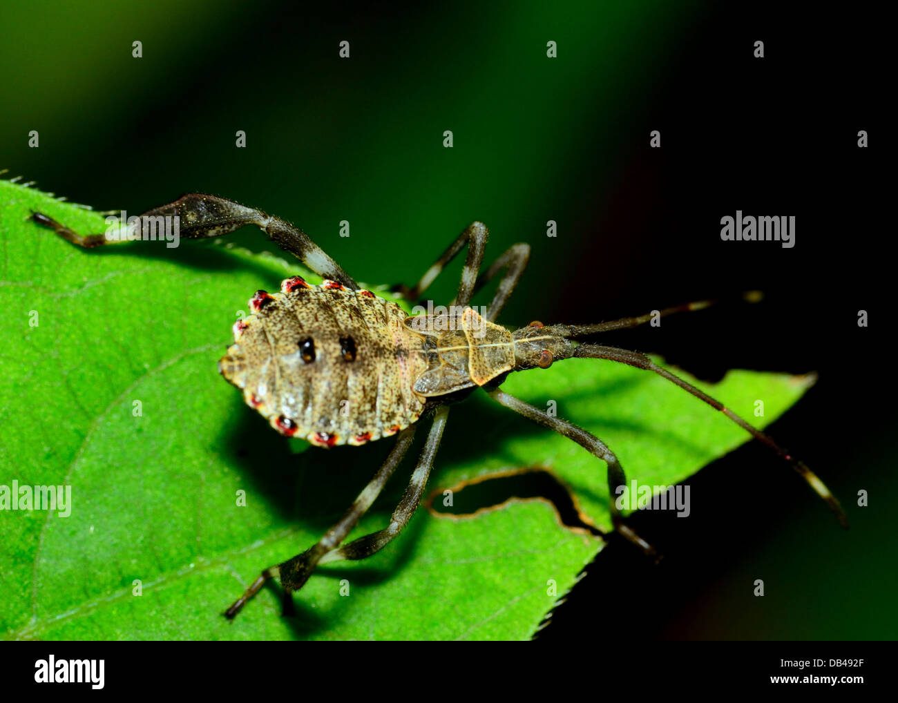 Assassin Bug perched on a green plant leaf Stock Photo - Alamy