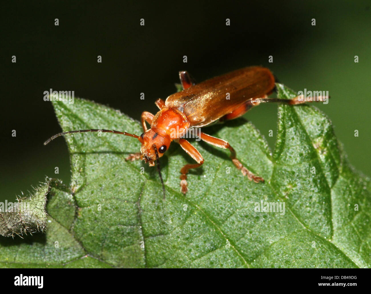 Mating common red soldier beetles hi-res stock photography and images ...