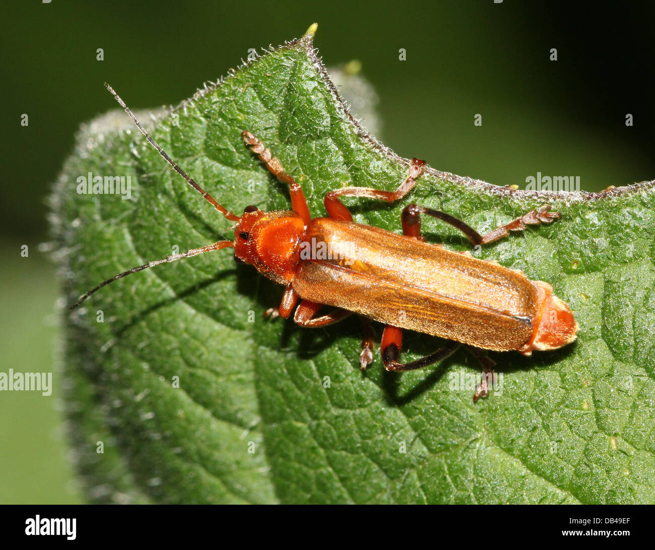 Close-up of a Common red soldier beetle (Rhagonycha fulva Stock Photo ...