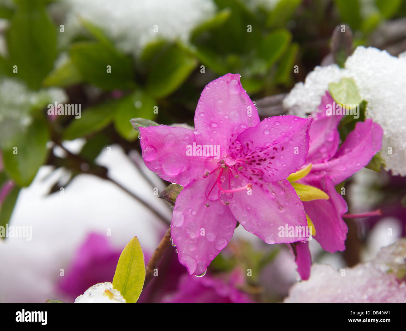 Snowy Azalea Blossom Stock Photo - Alamy