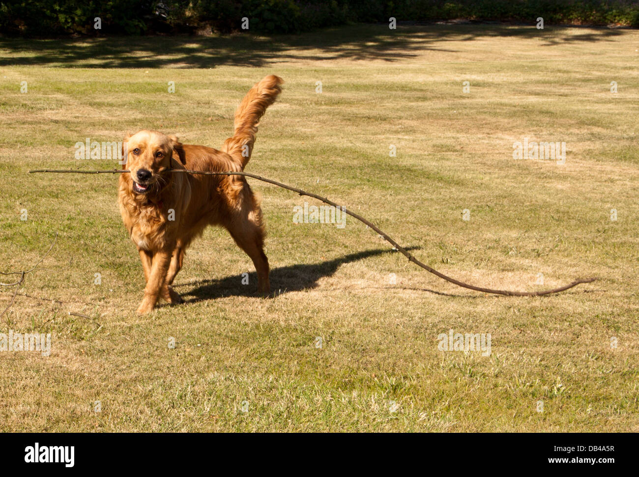 Inquisitive dog - Golden Retriever Stock Photo - Alamy