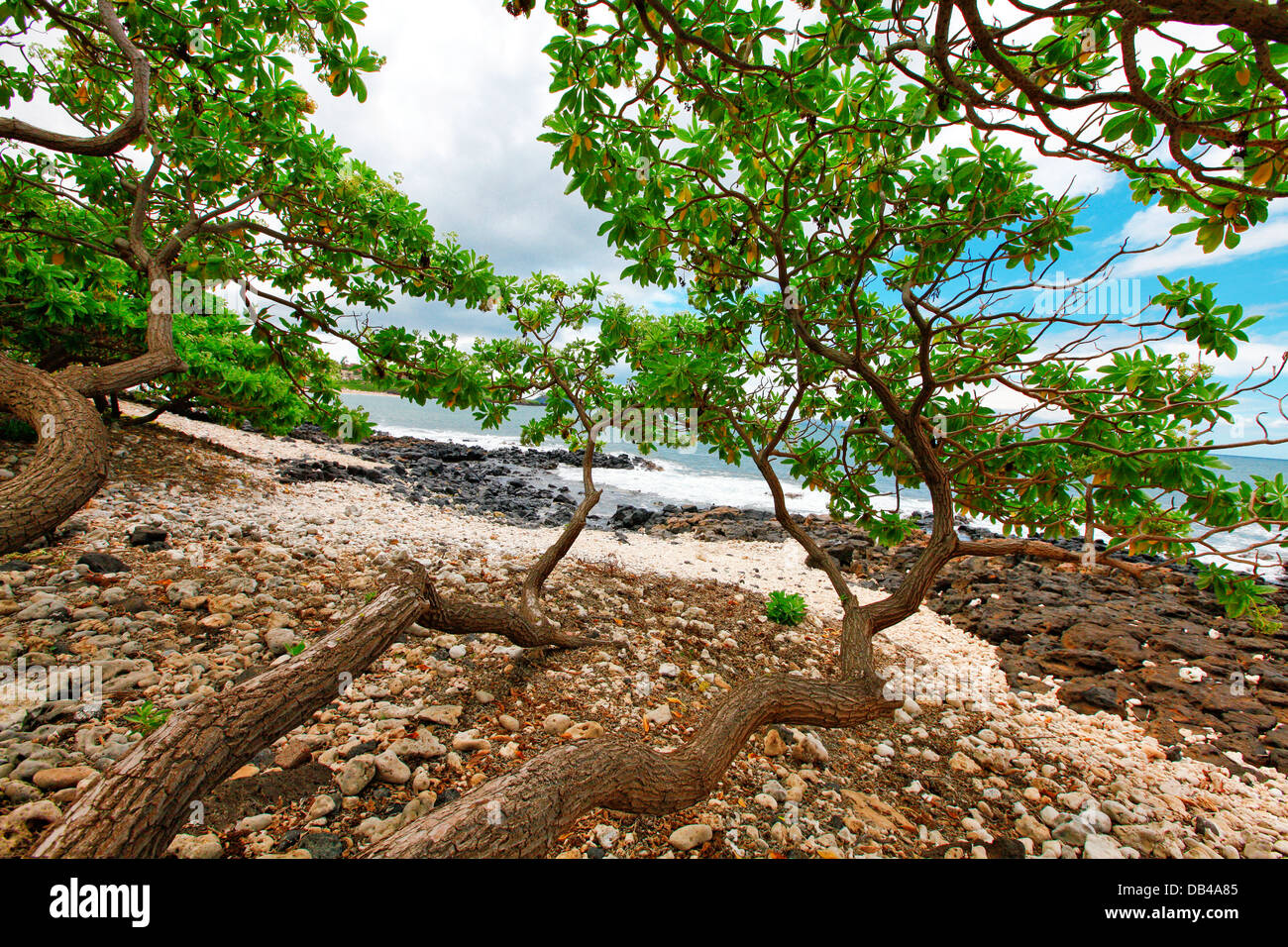 Tropical beach with tree brenches over rocks. Maui. Hawaii Stock Photo ...