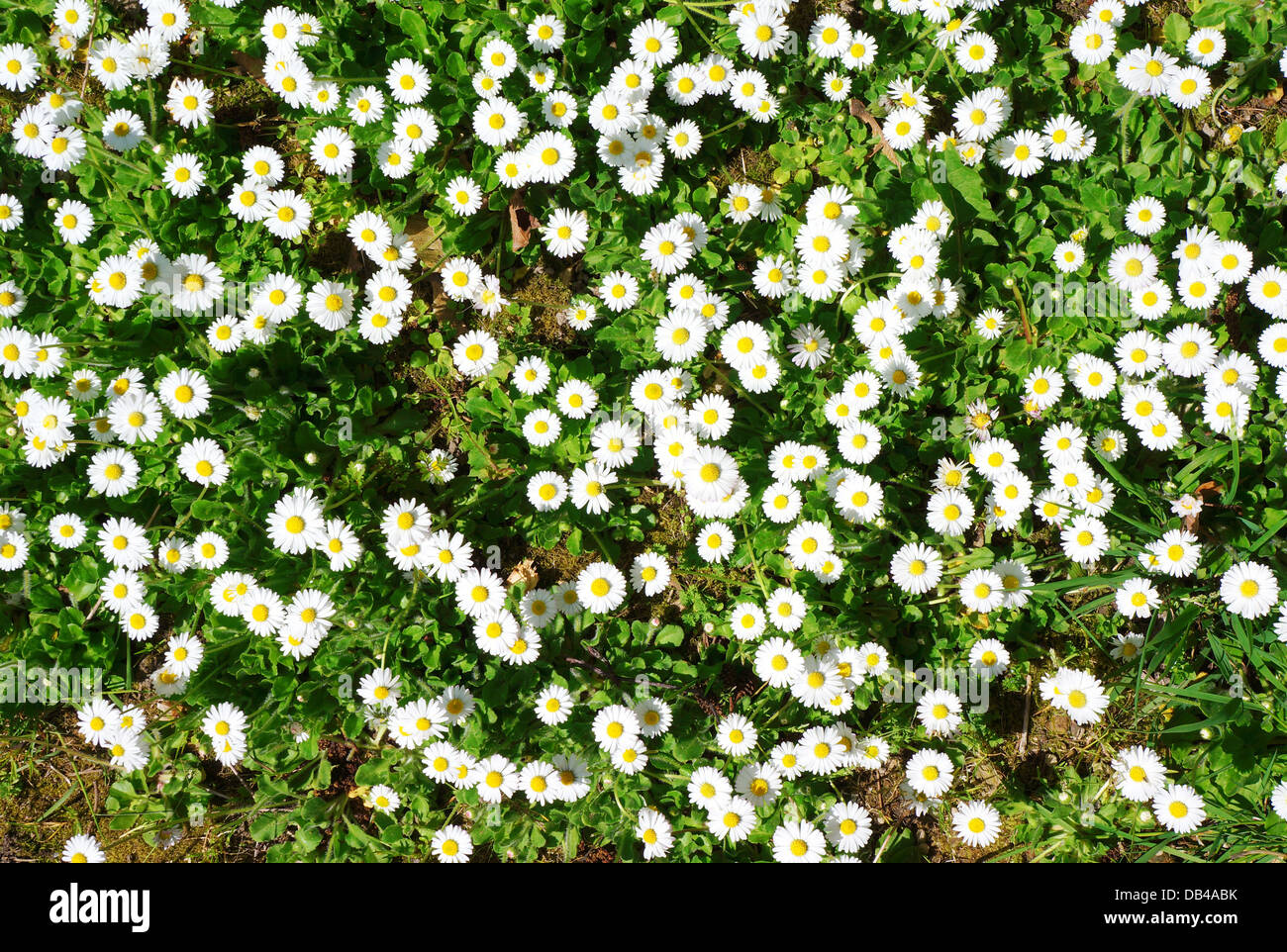 Spring ground cover in the park with white flowers Stock Photo - Alamy