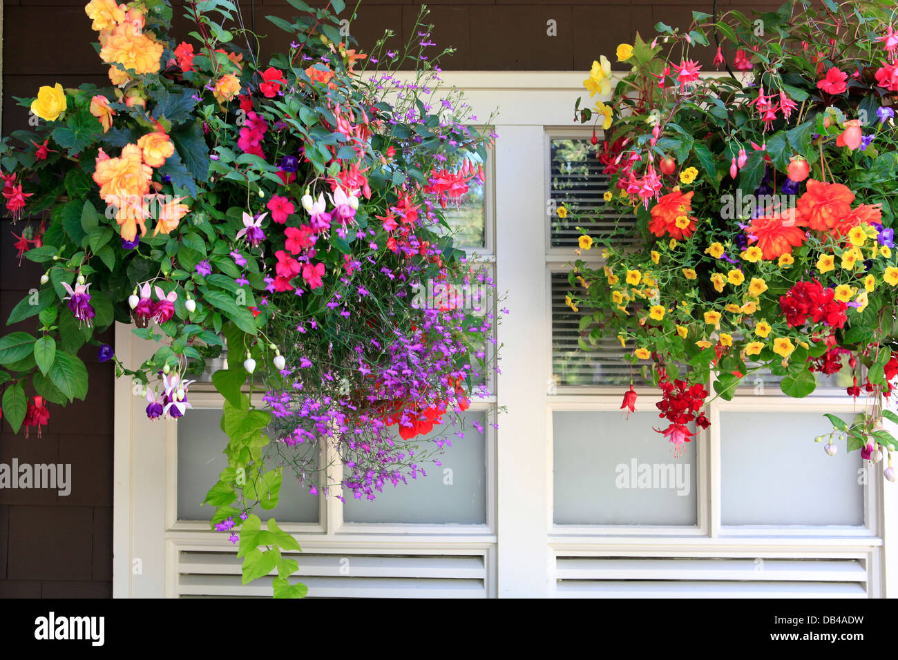 Flowers in hanging baskets with white window and brown wall Stock Photo ...