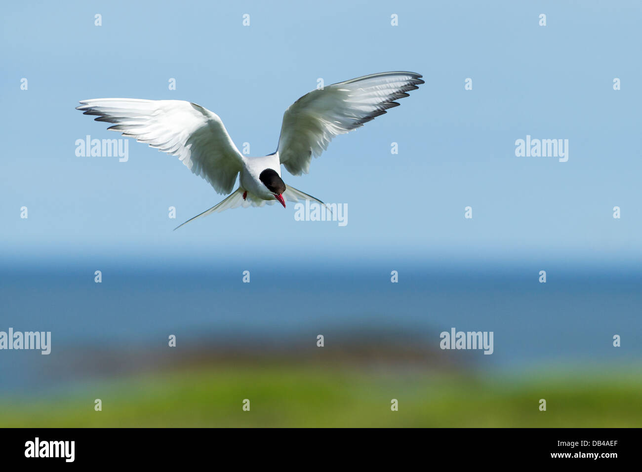 Arctic tern flying hi-res stock photography and images - Alamy