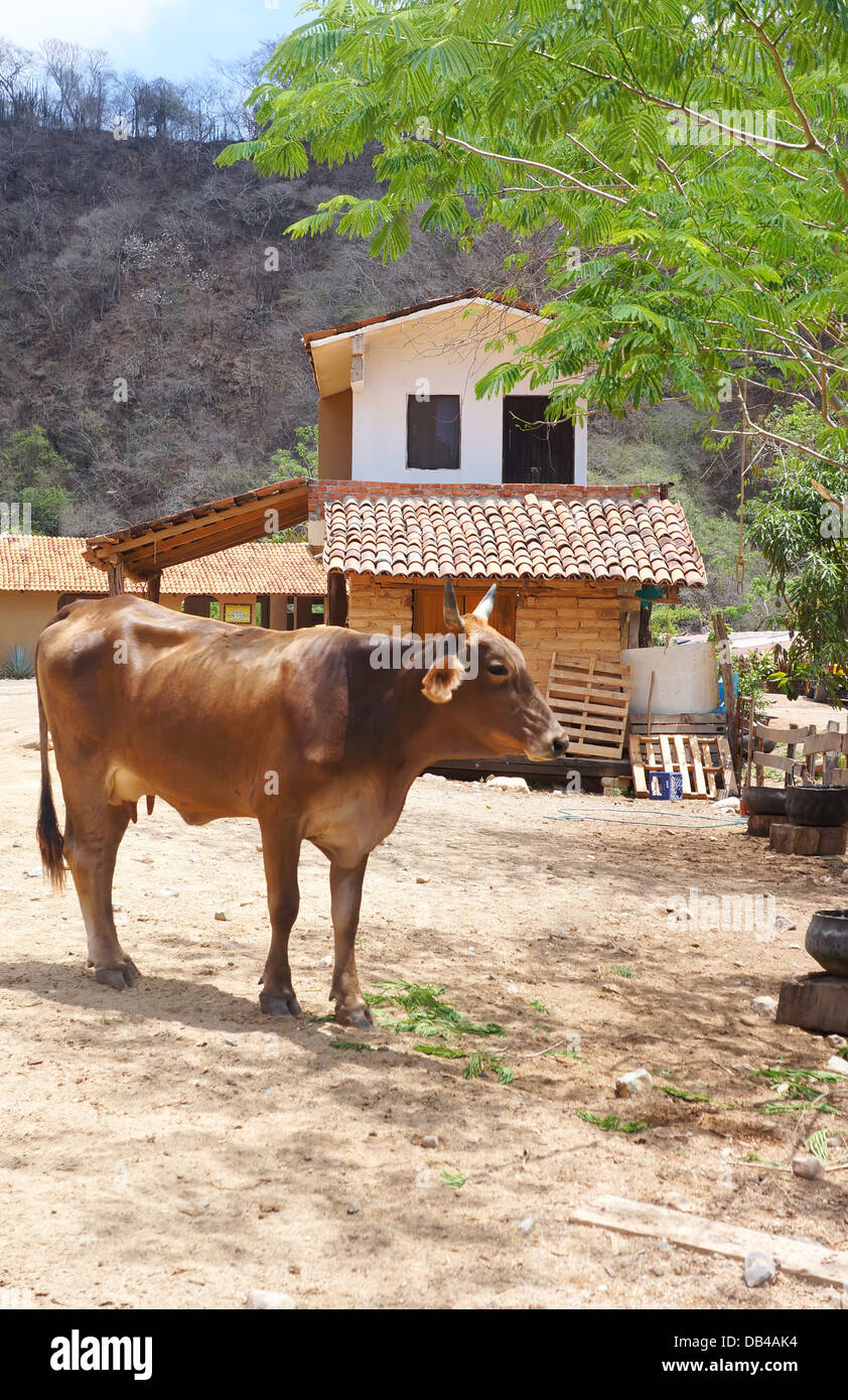 Browns Mexican bull cow near village house Stock Photo - Alamy