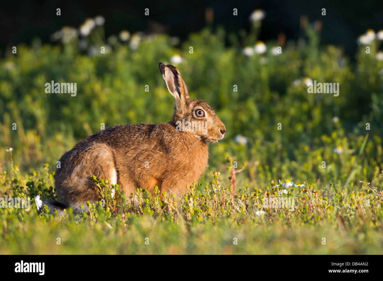 Hare sitting hi-res stock photography and images - Alamy