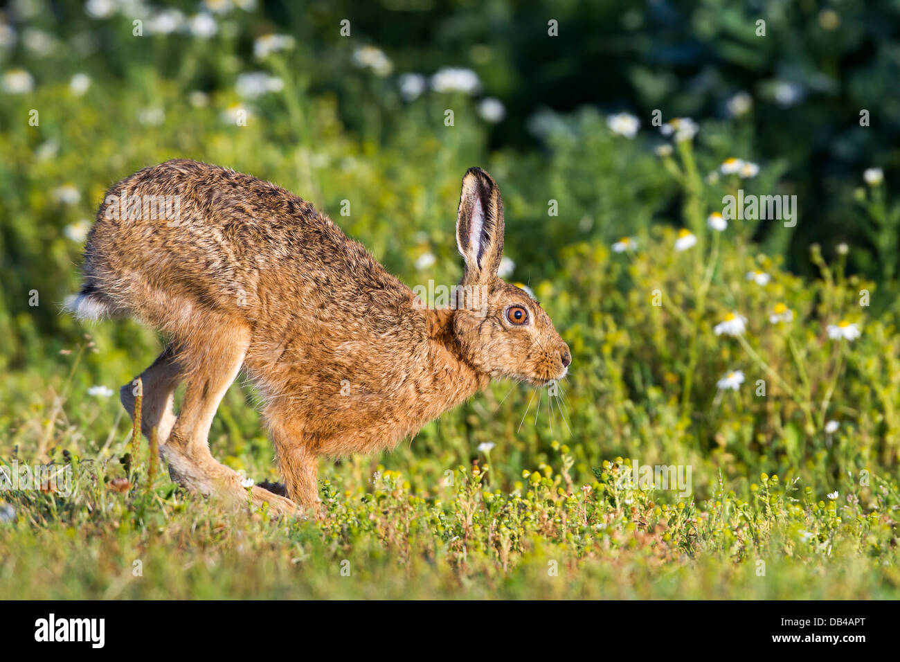 Hare running hi-res stock photography and images - Alamy