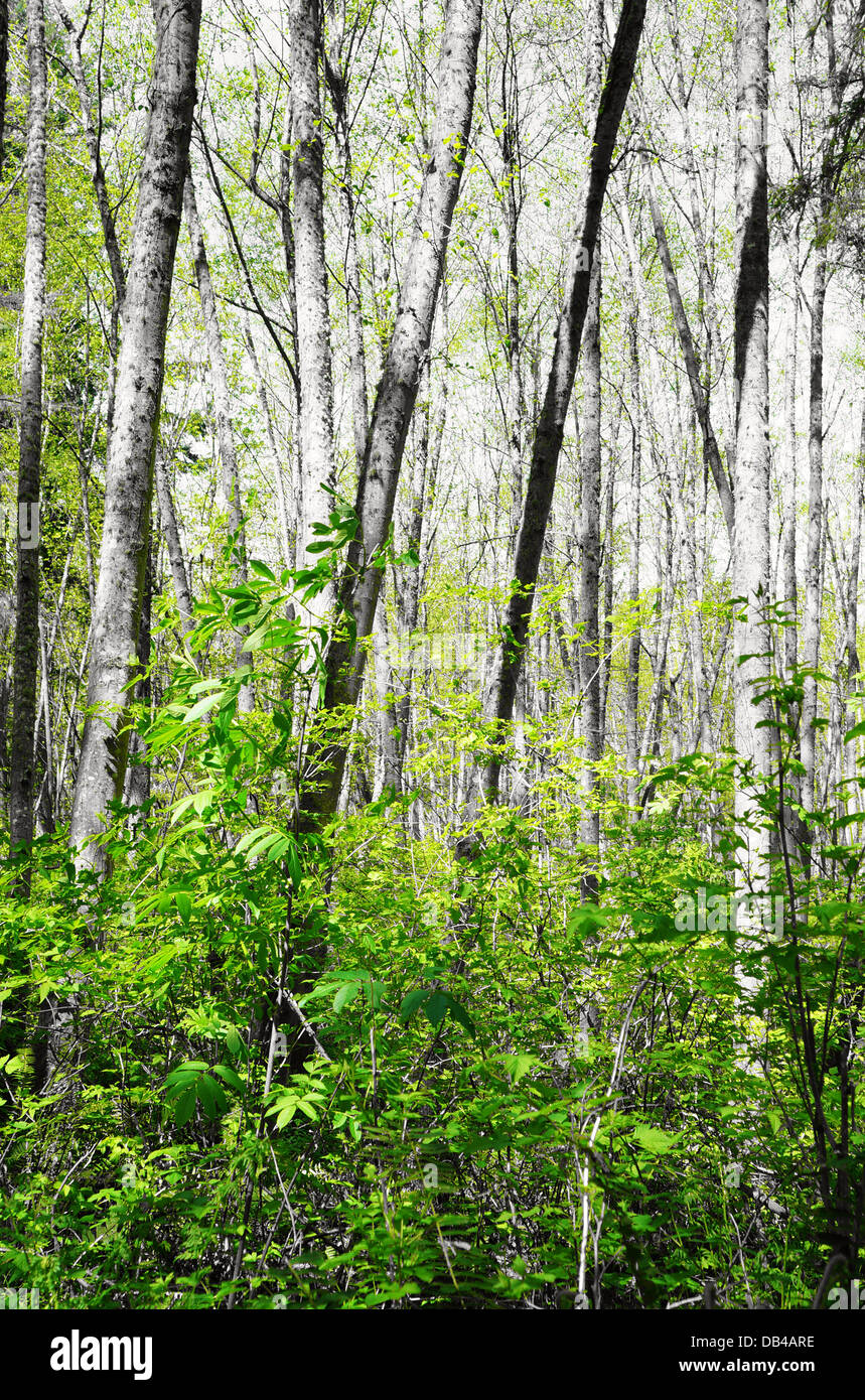 White spring birch trees in the forest Stock Photo - Alamy