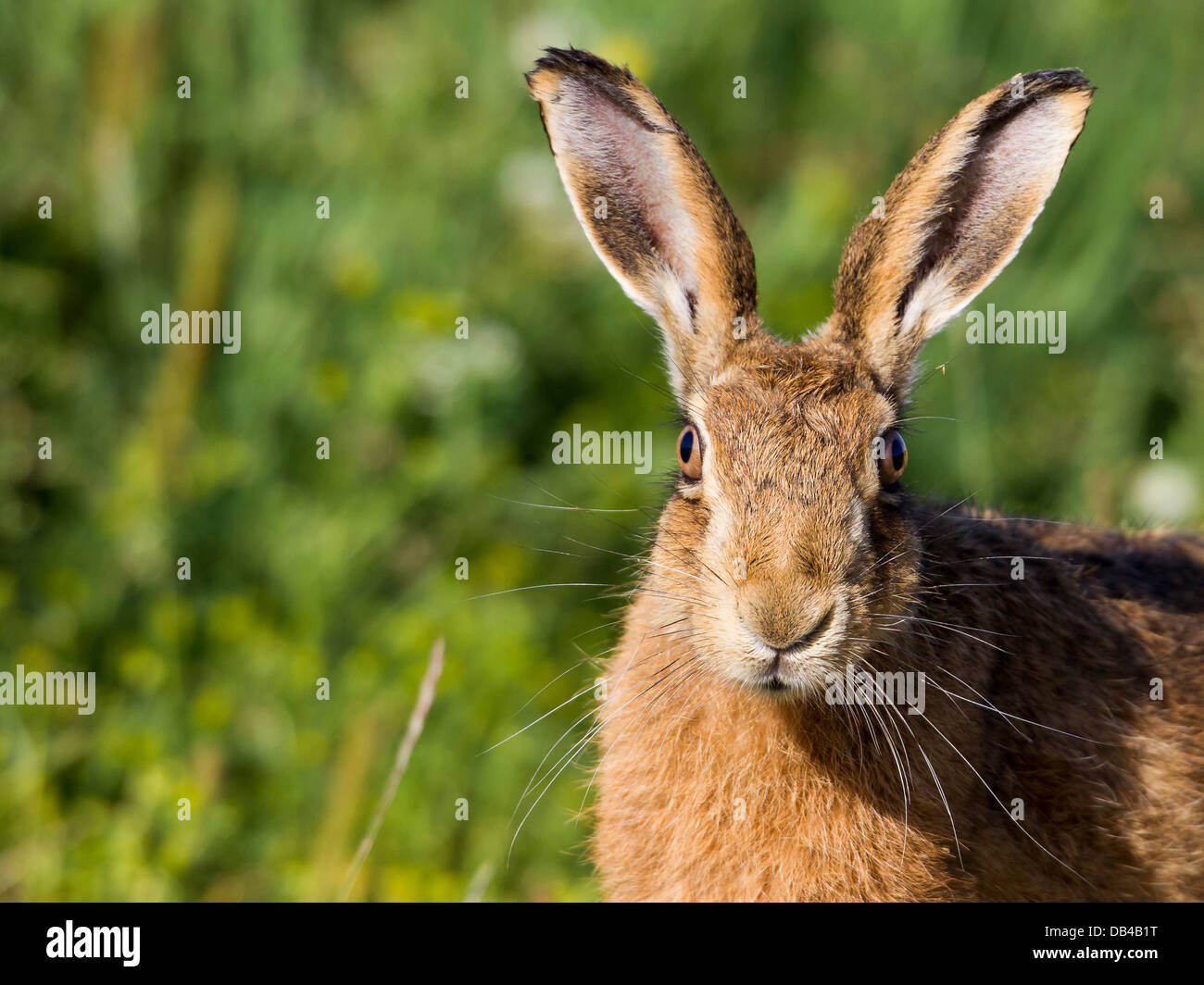 Hare eyes hi-res stock photography and images - Alamy