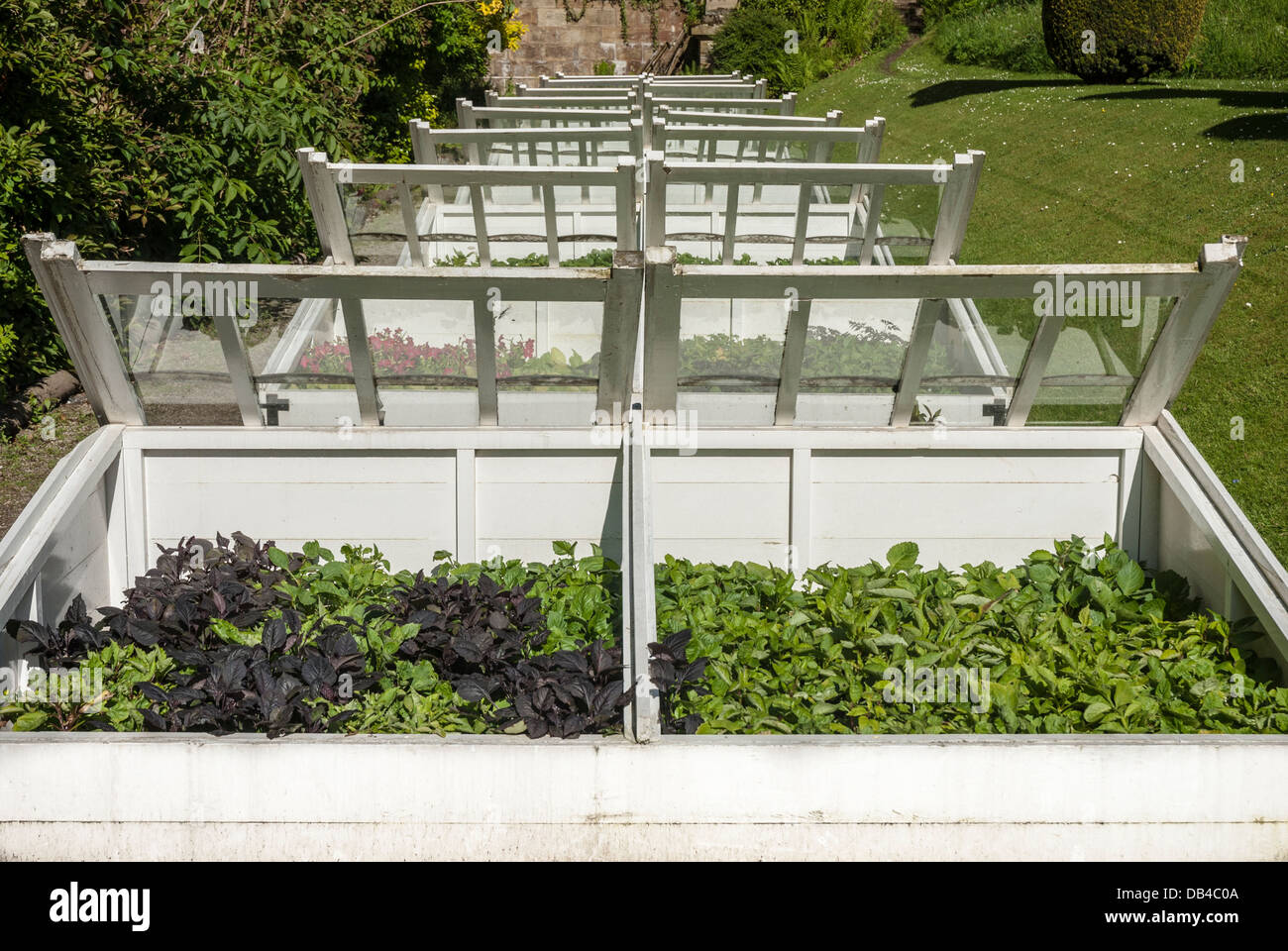 Traditional Old wooden cold Frames for plants giving protection from ...