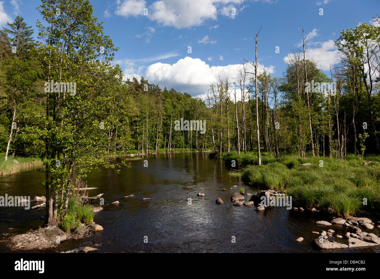 Morrum River at Kaeringahejan's nature reserve. Sweden Stock Photo - Alamy