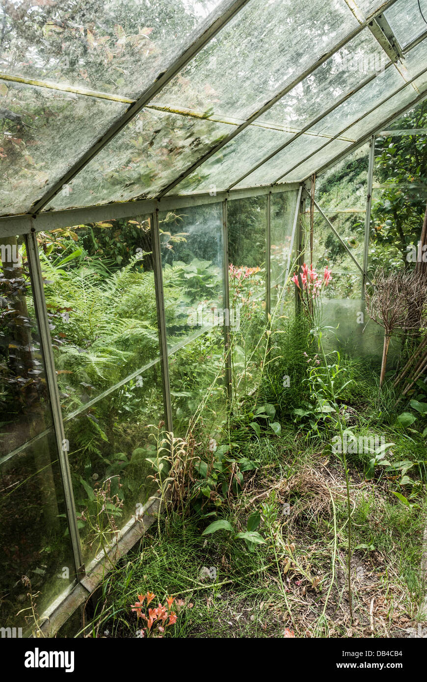 Interior of an old, run down greenhouse with overgrown plants Stock ...