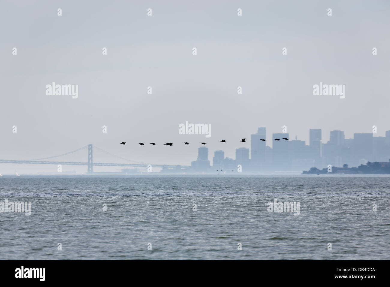Dozen birds hi-res stock photography and images - Alamy