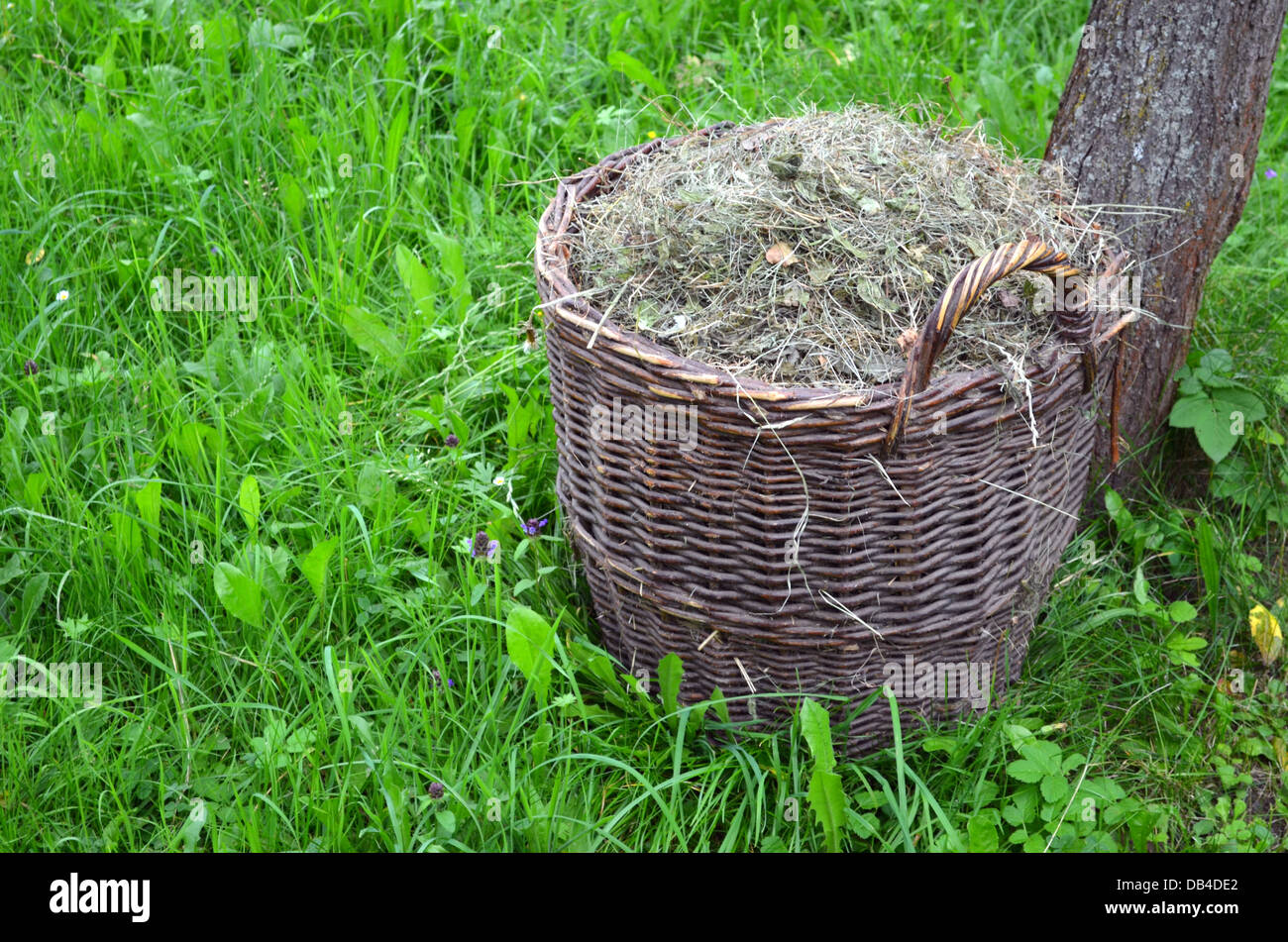 Basket full of hay on green grass background Stock Photo - Alamy