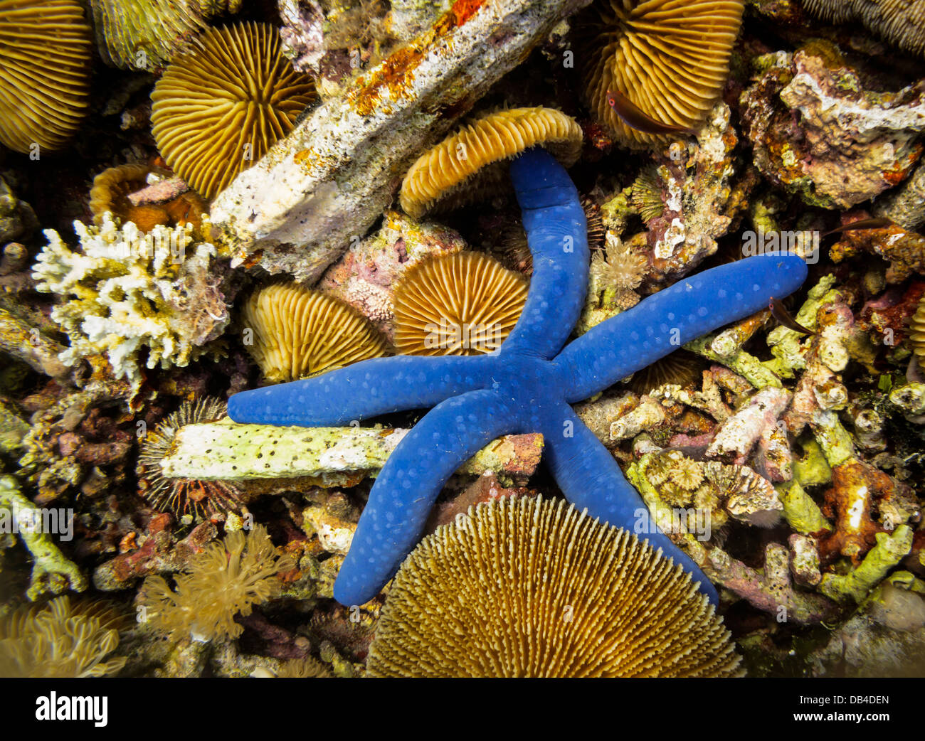 close-up of bright blue star fish,Linckia laevigata, and sea urchins ...