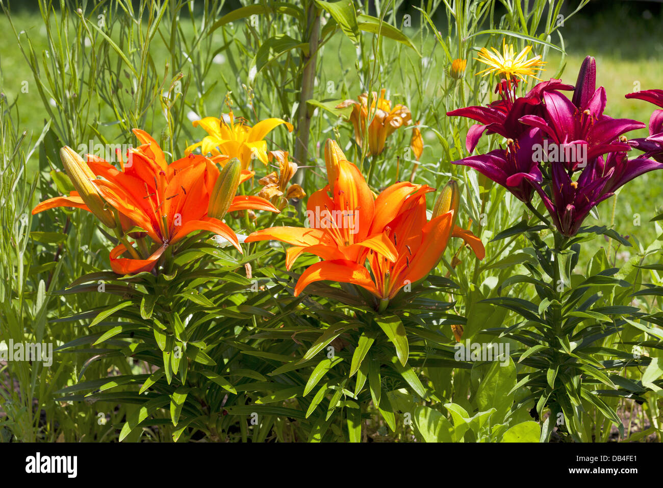 Beautiful different colored lilies in a flowerbed in summer Stock Photo ...
