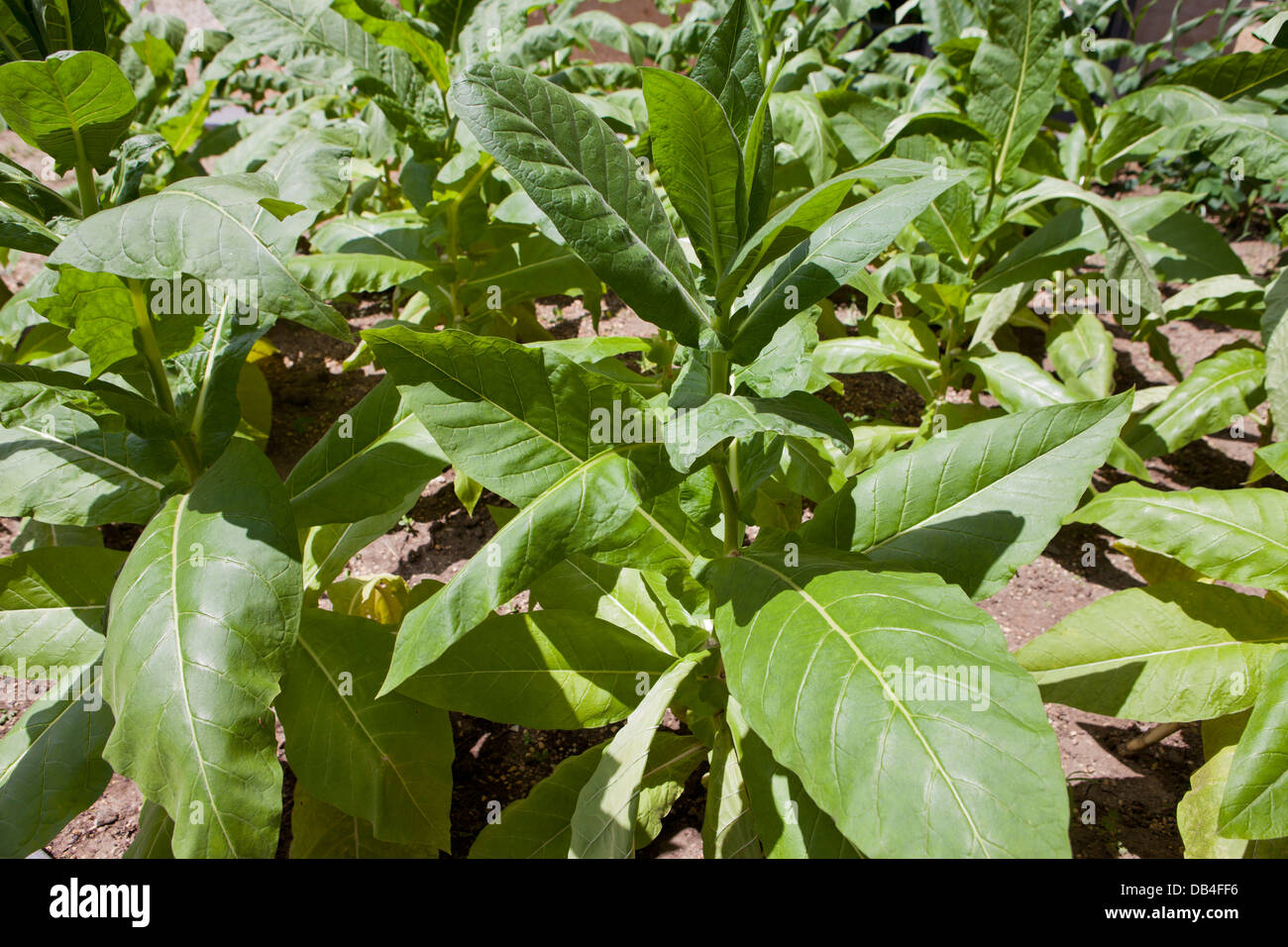 Tobacco plant (Nicotiana tabacum) leaves Stock Photo - Alamy