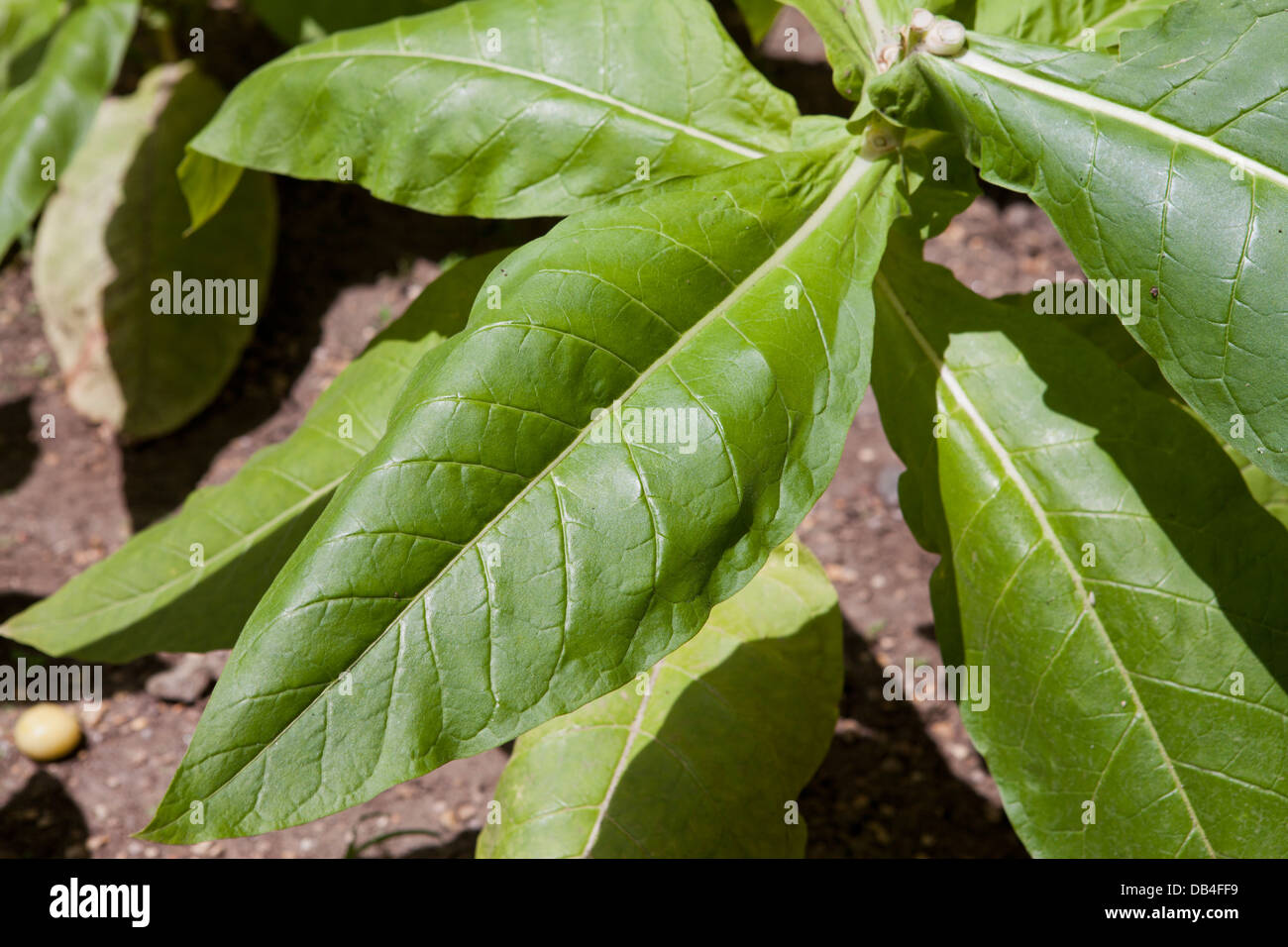 Tobacco plant (Nicotiana tabacum) leaves Stock Photo - Alamy