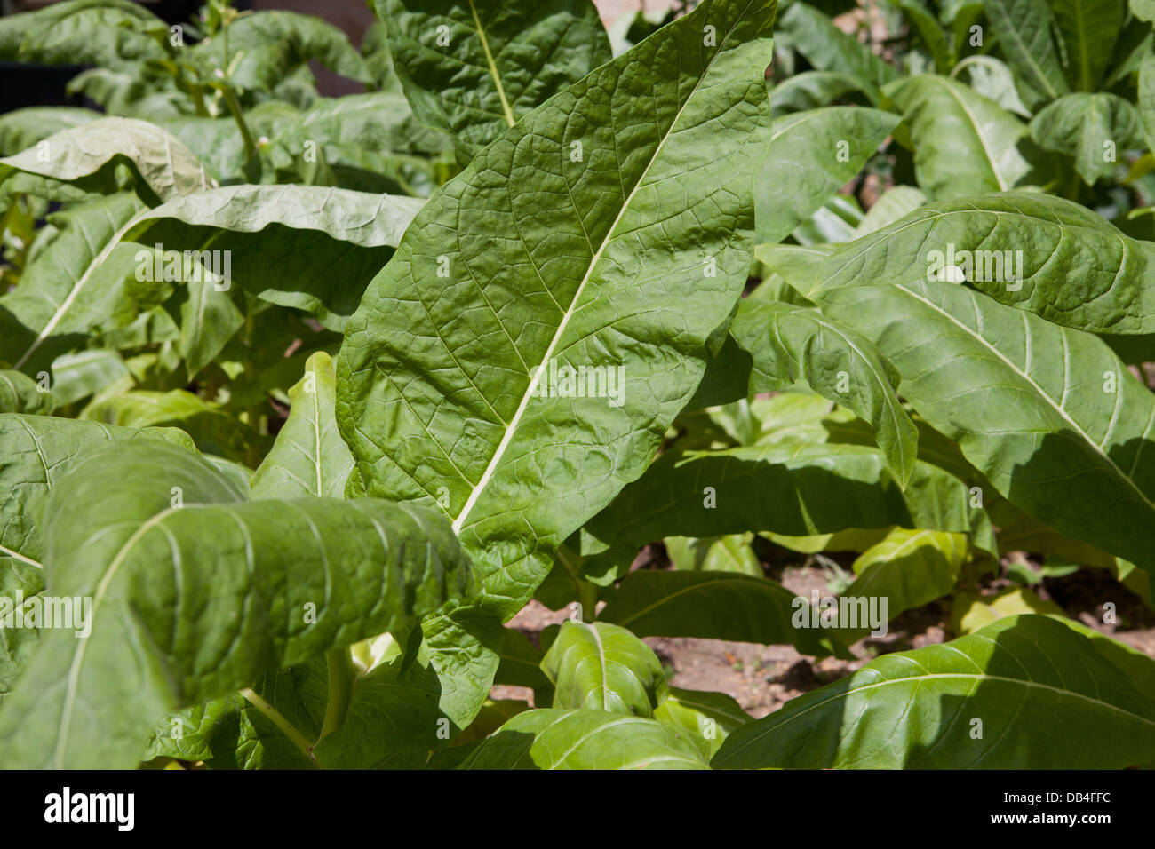 Tobacco plant (Nicotiana tabacum) leaves Stock Photo - Alamy