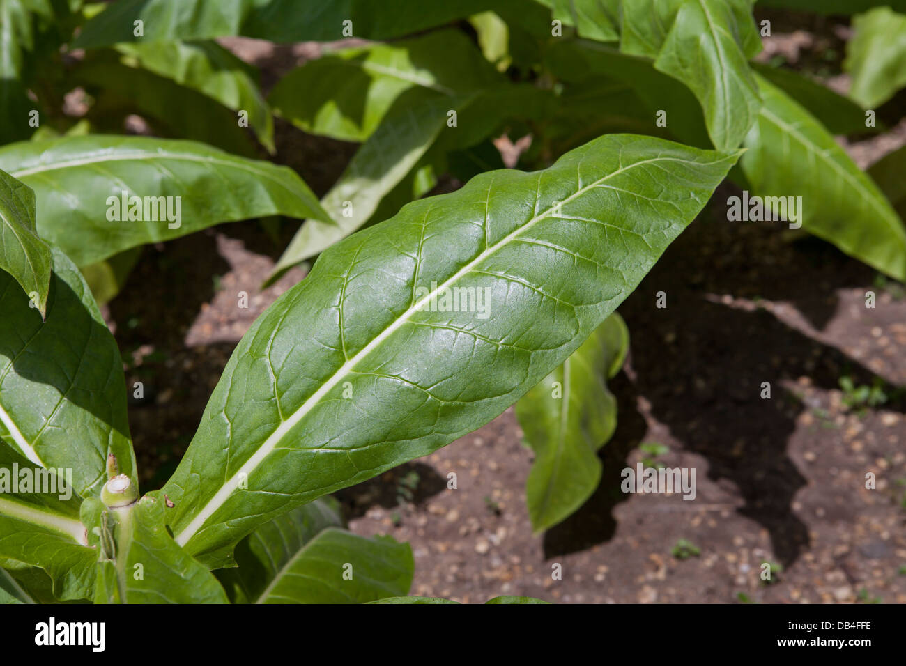 Tobacco plant (Nicotiana tabacum) leaves Stock Photo - Alamy