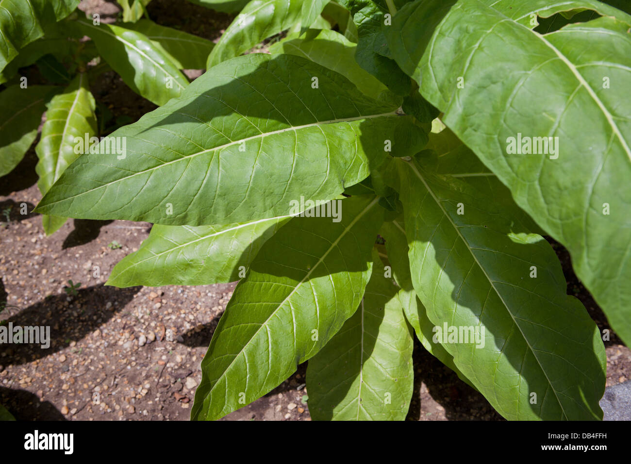 Tobacco plant (Nicotiana tabacum) leaves Stock Photo - Alamy