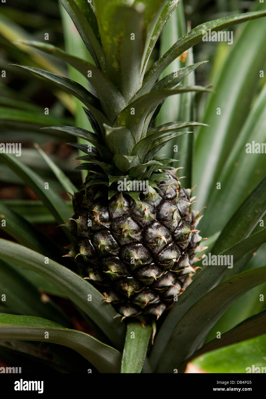 Immature Pineapple fruit (Ananas comosus Stock Photo - Alamy