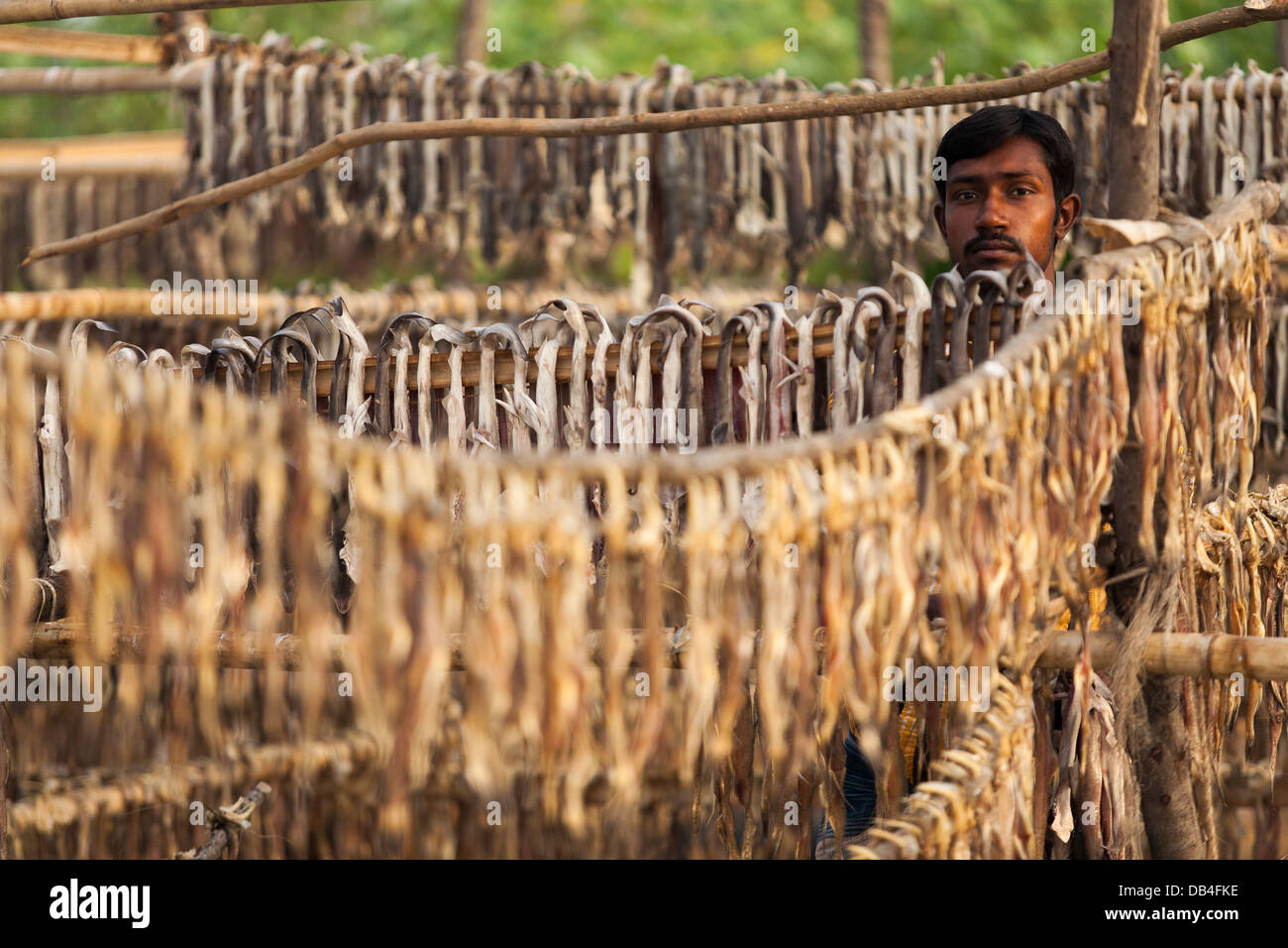 Fishermen dry and preserve fish on racks in the Bay of Bengal at ...
