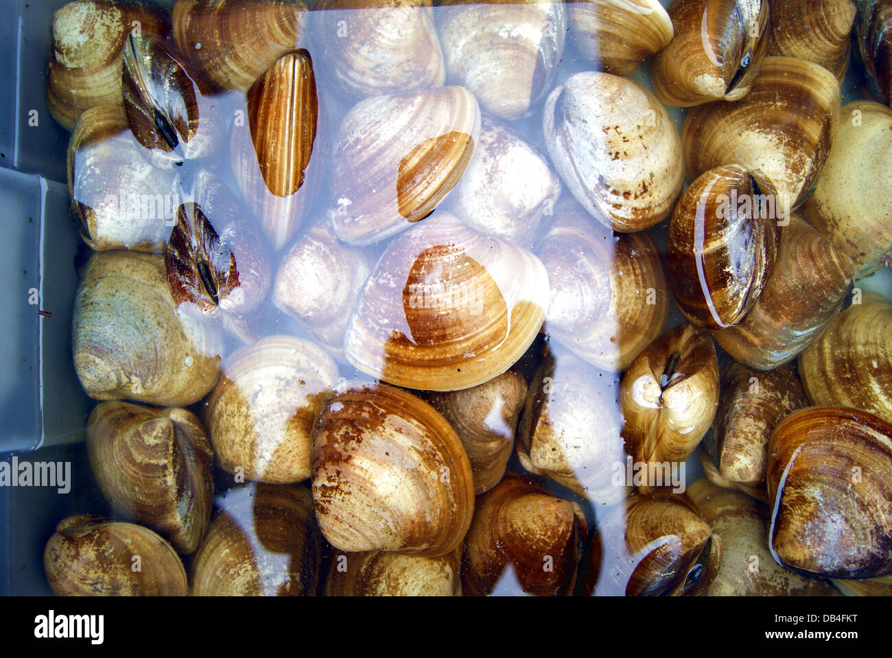 Fresh abalone seafood sold in hi-res stock photography and images - Alamy