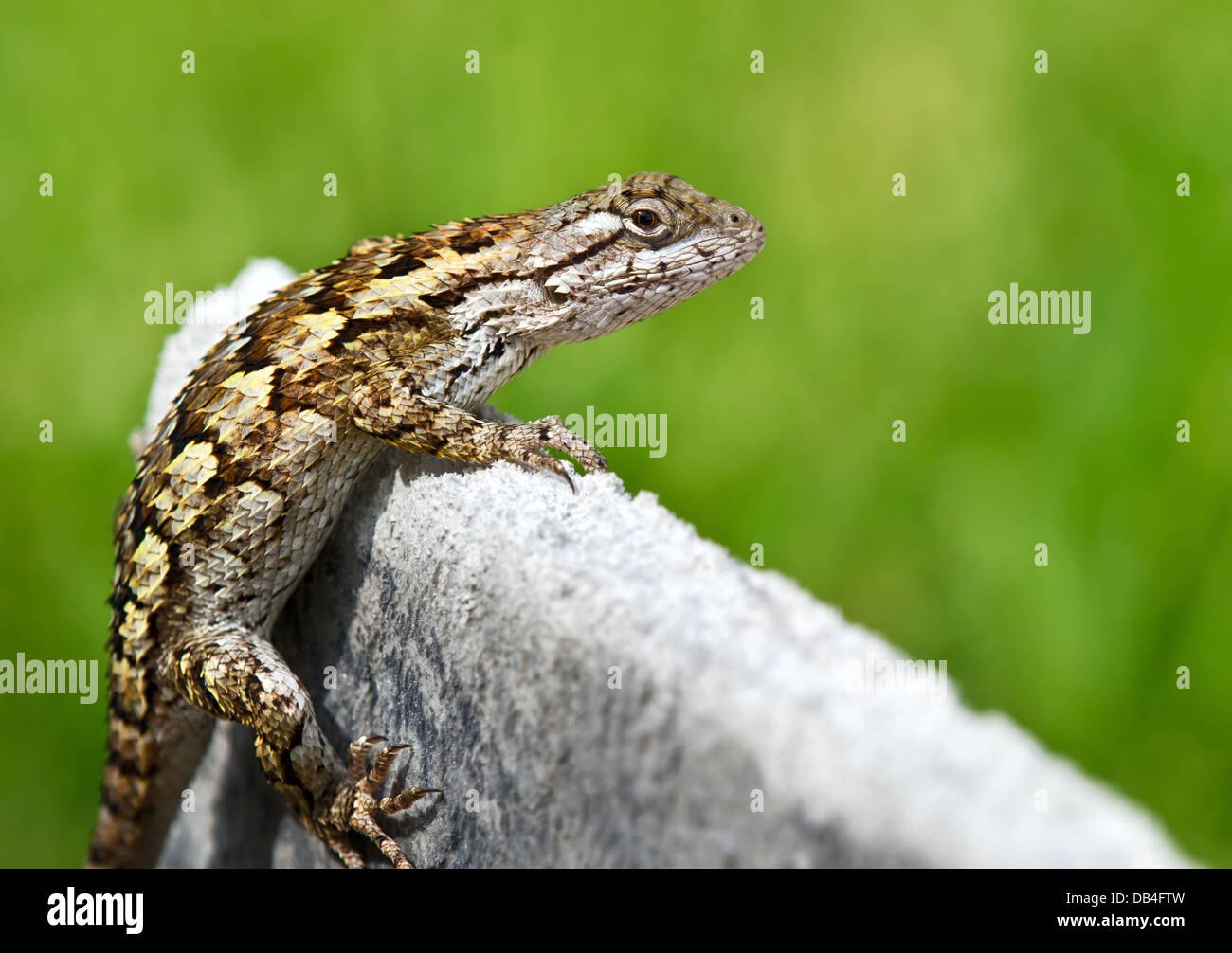 Sceloporus Olivaceus Reptile High Resolution Stock Photography and ...